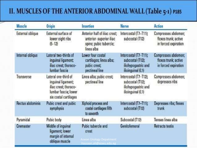 Lower urinary tract anatomy | PPTX