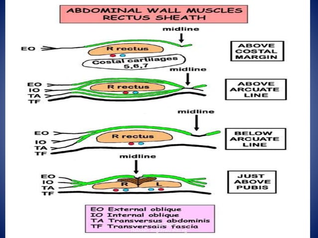 Lower urinary tract anatomy | PPTX