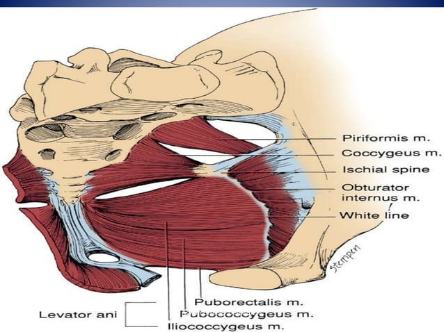 Lower urinary tract anatomy | PPTX