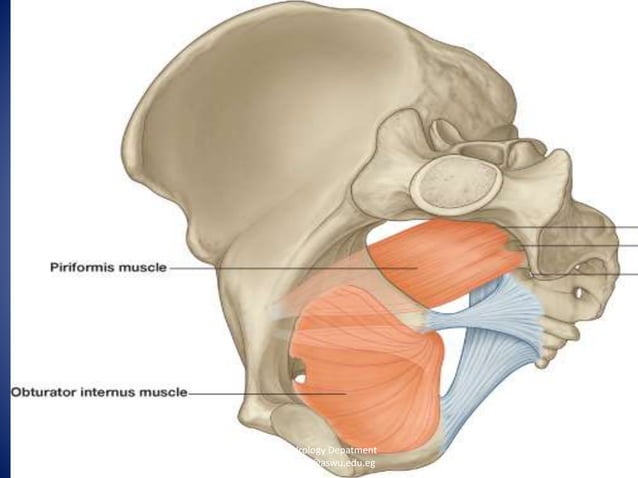 Lower urinary tract anatomy | PPTX