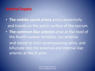 Lower urinary tract anatomy | PPTX