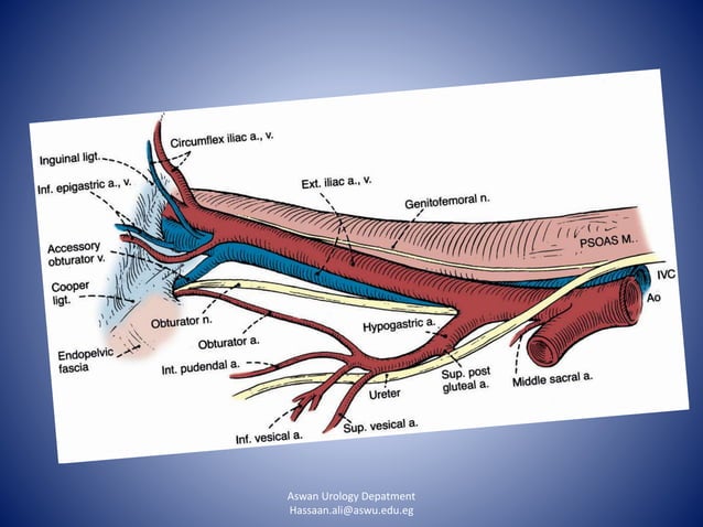 Lower urinary tract anatomy | PPTX