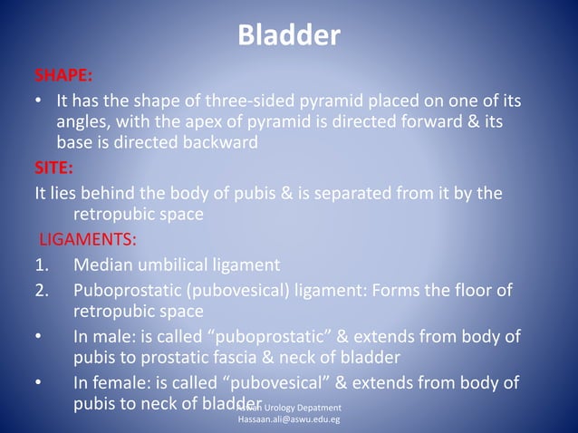 Lower urinary tract anatomy | PPTX