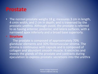 Lower urinary tract anatomy | PPTX