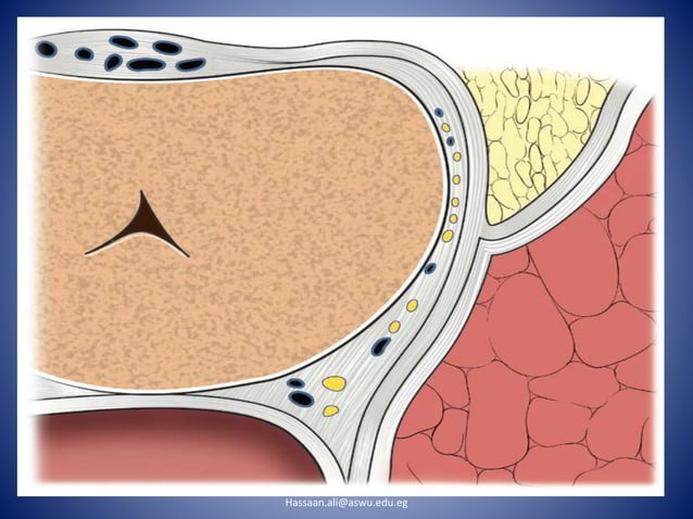 Lower urinary tract anatomy | PPTX