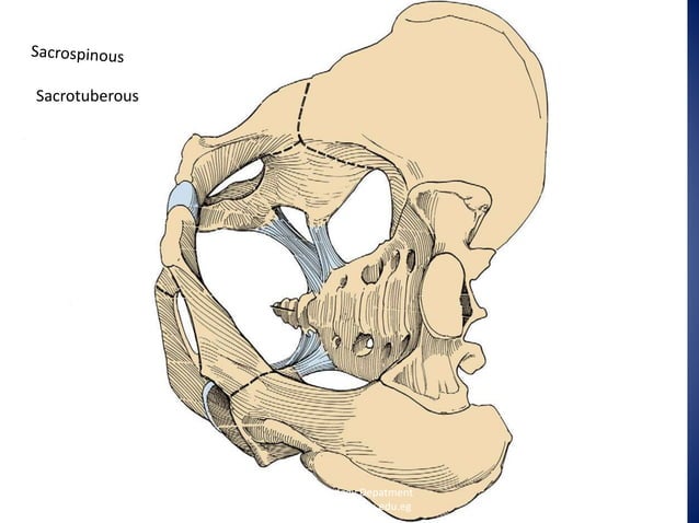 Lower urinary tract anatomy | PPTX