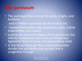 Lower urinary tract anatomy | PPTX