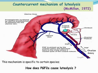 Luteolysis | PPTX