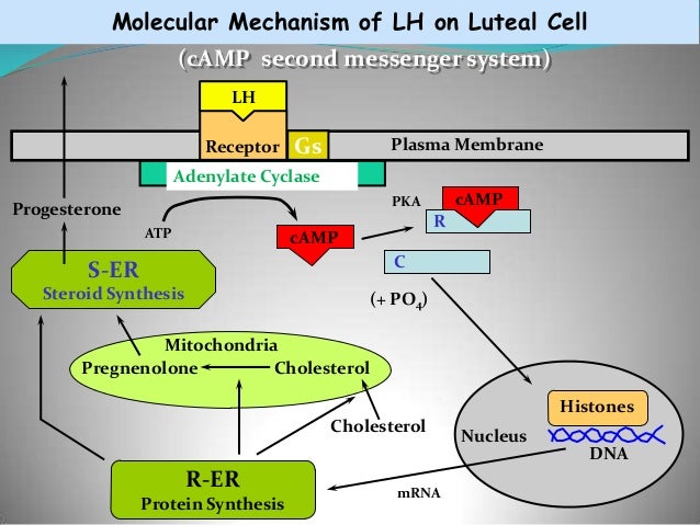 Luteolysis