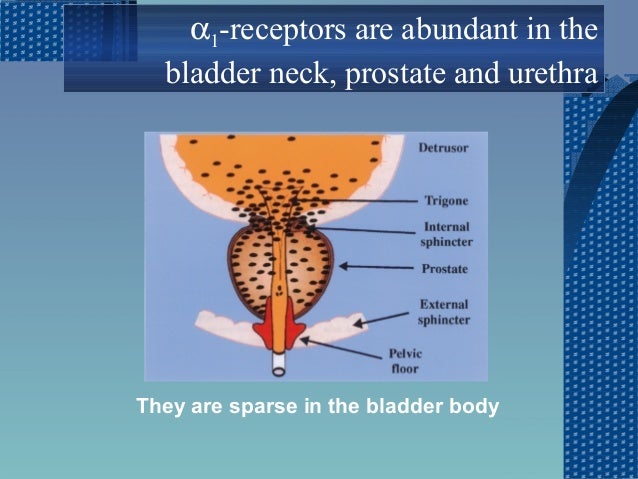 Lower Urinary Tract Symptoms In Men For Gps