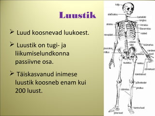 Luustik | PPT