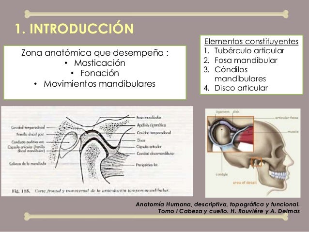 ¿Por Qué Una Dislocación O Luxación Mandibular? – XSZY