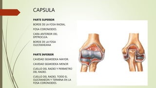 Luxacion de codo | PPTX
