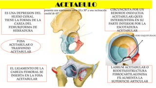 ANATOMIA DE ARTICULACION Y LUXACION DE CADERA.pptx