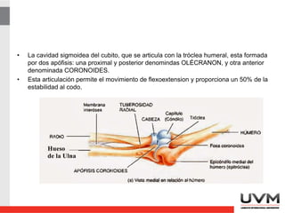 Luxacion de codo. Traumatología | PPTX