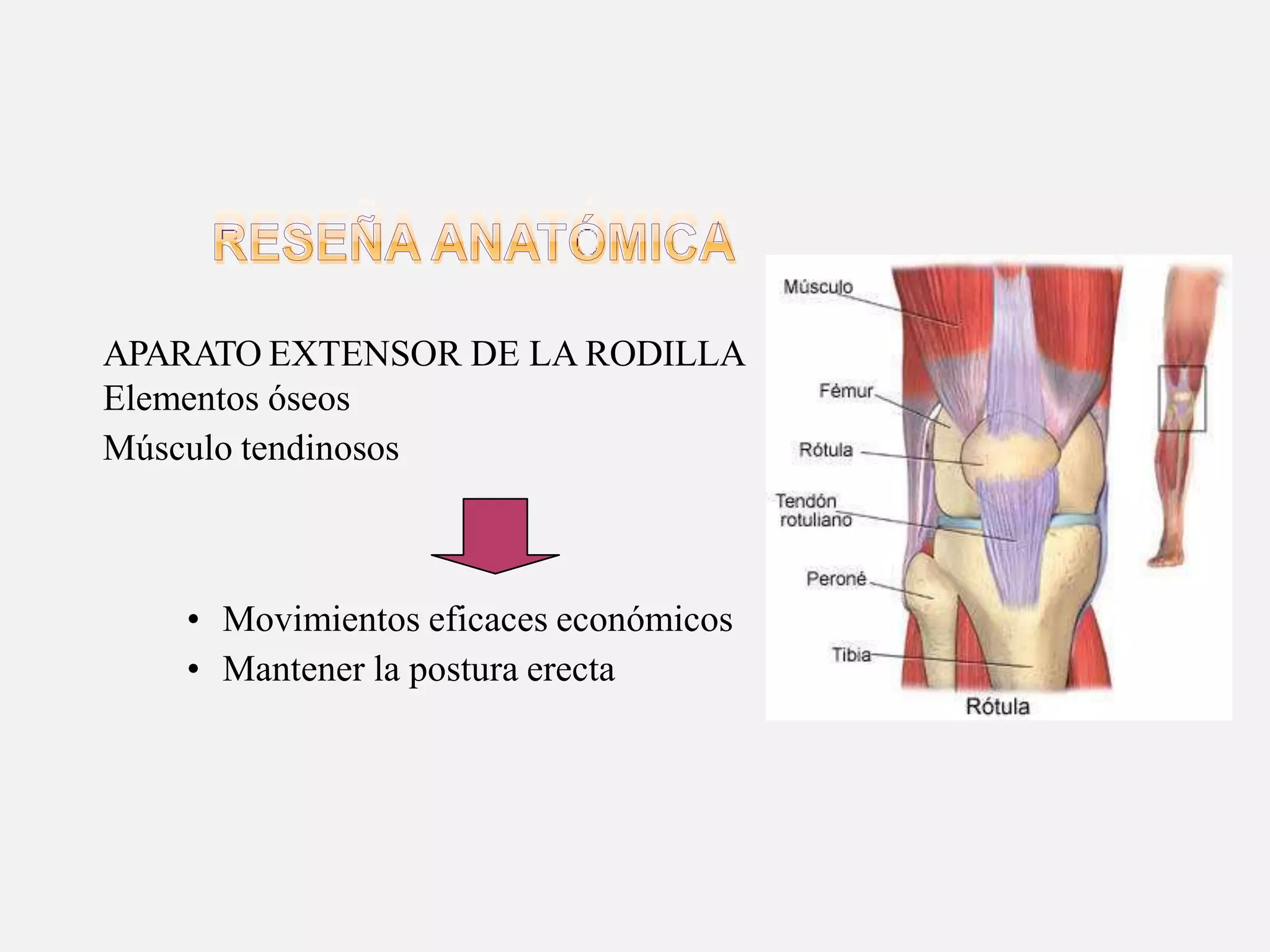 Luxacion de rodilla y fractura de rotula | PPTX