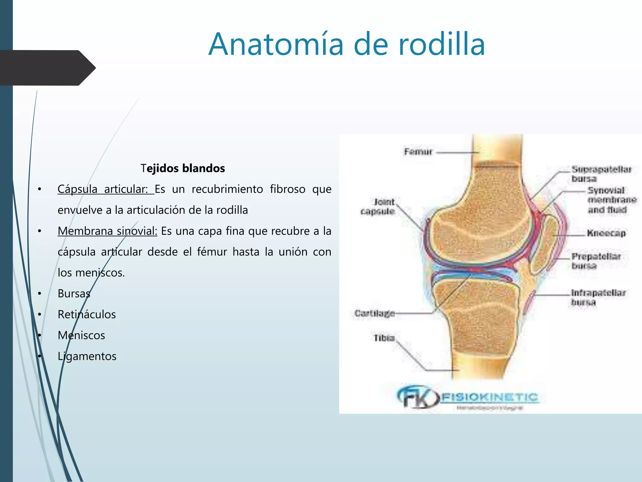 Luxacion de rodilla y fractura de rotula | PPTX