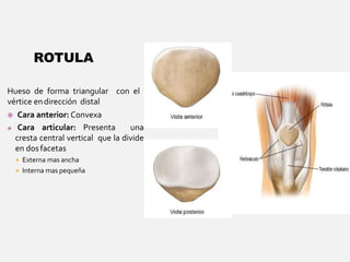 Luxacion de rodilla y fractura de rotula | PPTX