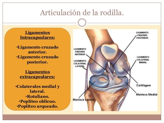Patología de rodilla: Meniscos y Ligamentos.