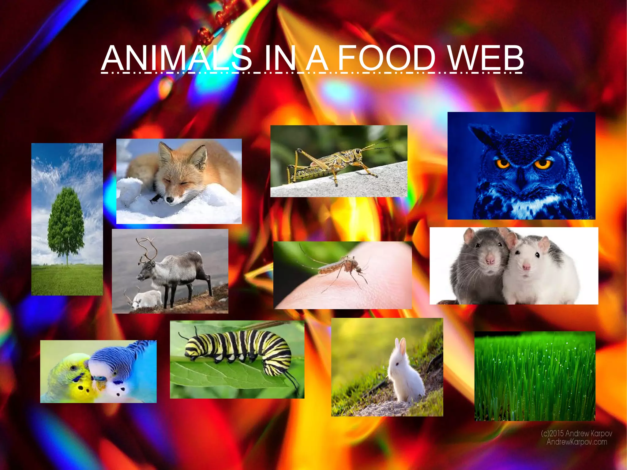 Food web | PPT