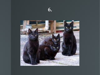 LONG VISUAL DOT SLASH QUIZ | PPT