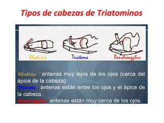 Triatominos hematofagos y fitofagos | PPT