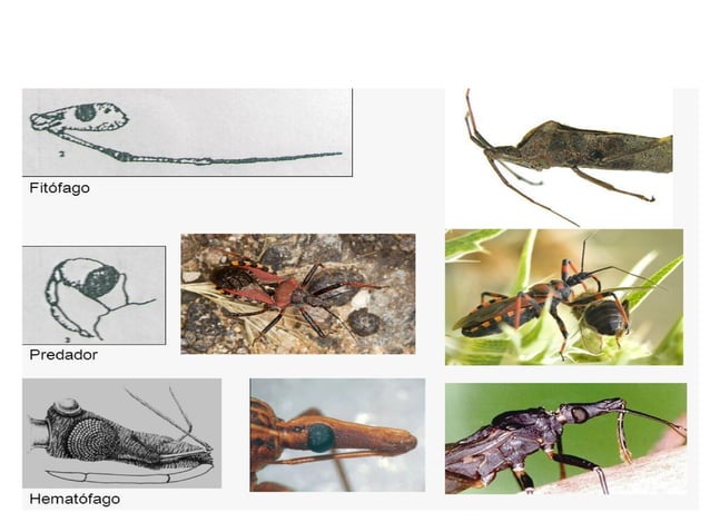 Triatominos hematofagos y fitofagos