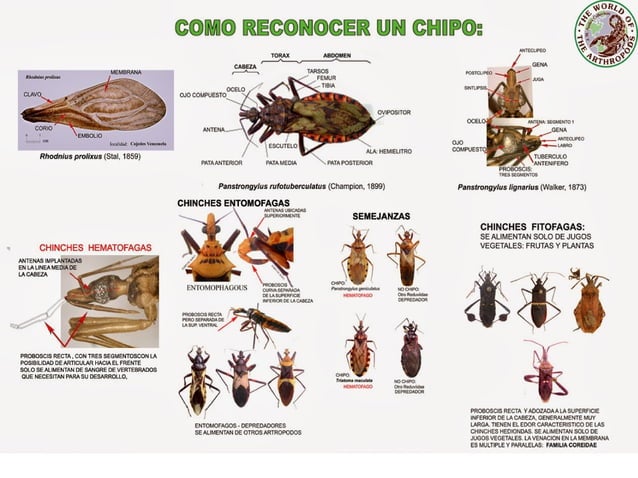 Triatominos hematofagos y fitofagos | PPT