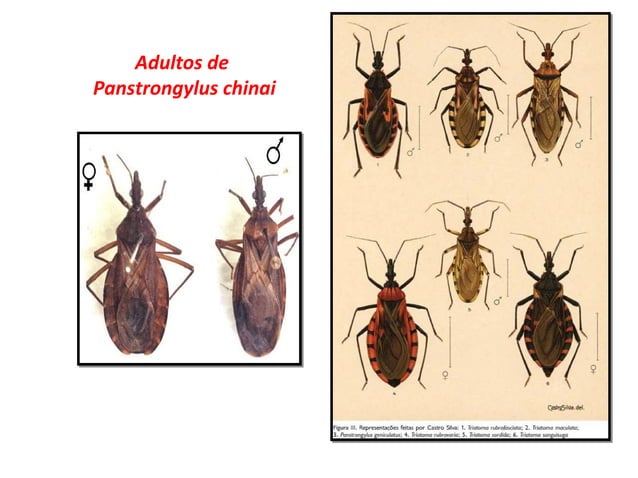 Triatominos hematofagos y fitofagos | PPT