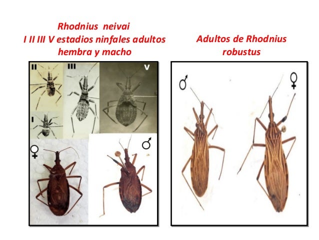 Triatominos hematofagos y fitofagos
