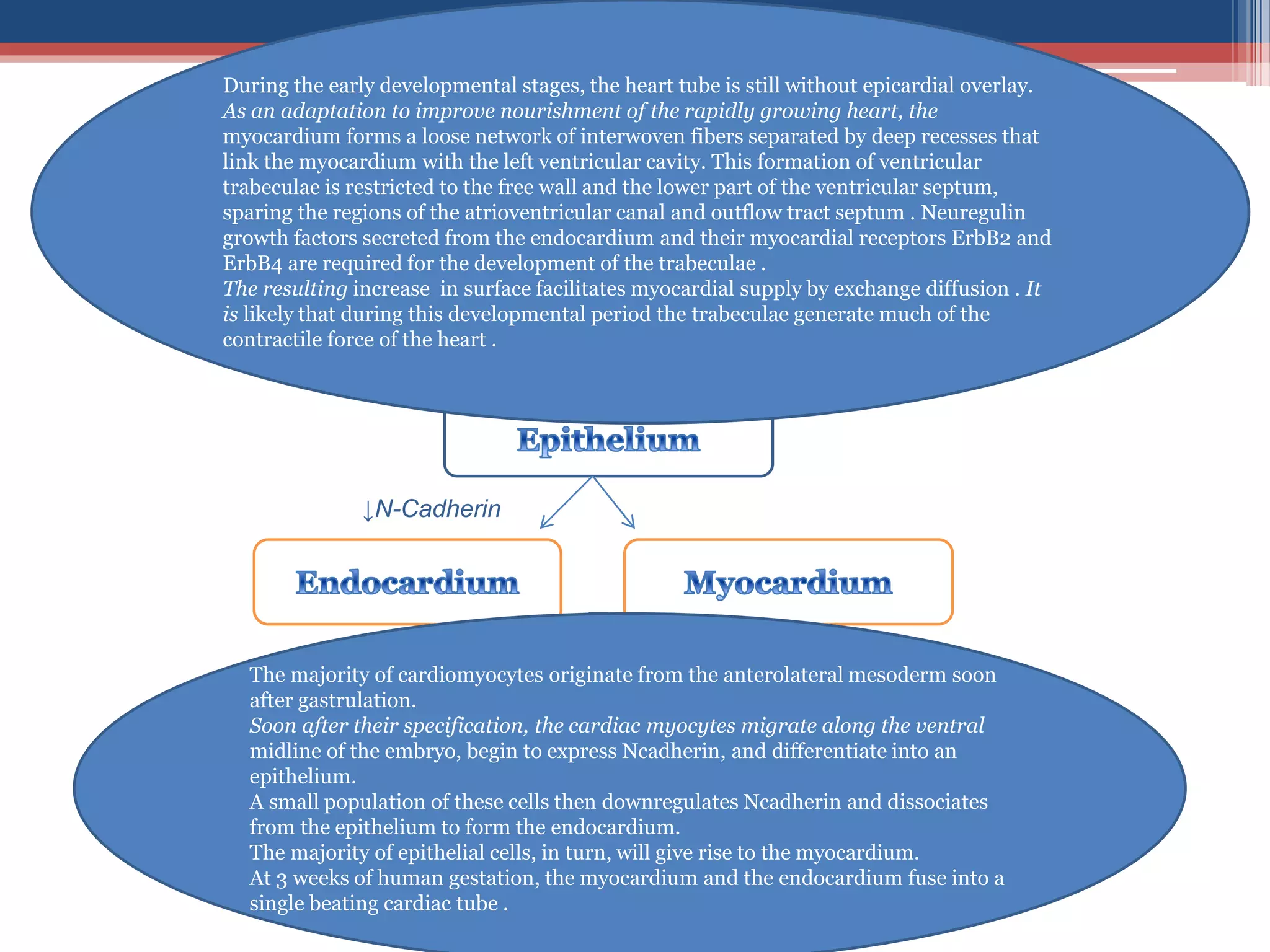 LEFT VENTRICULAR NON COMPACTION (LVNC) | PPTX