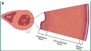 Lv systolic function | PPTX