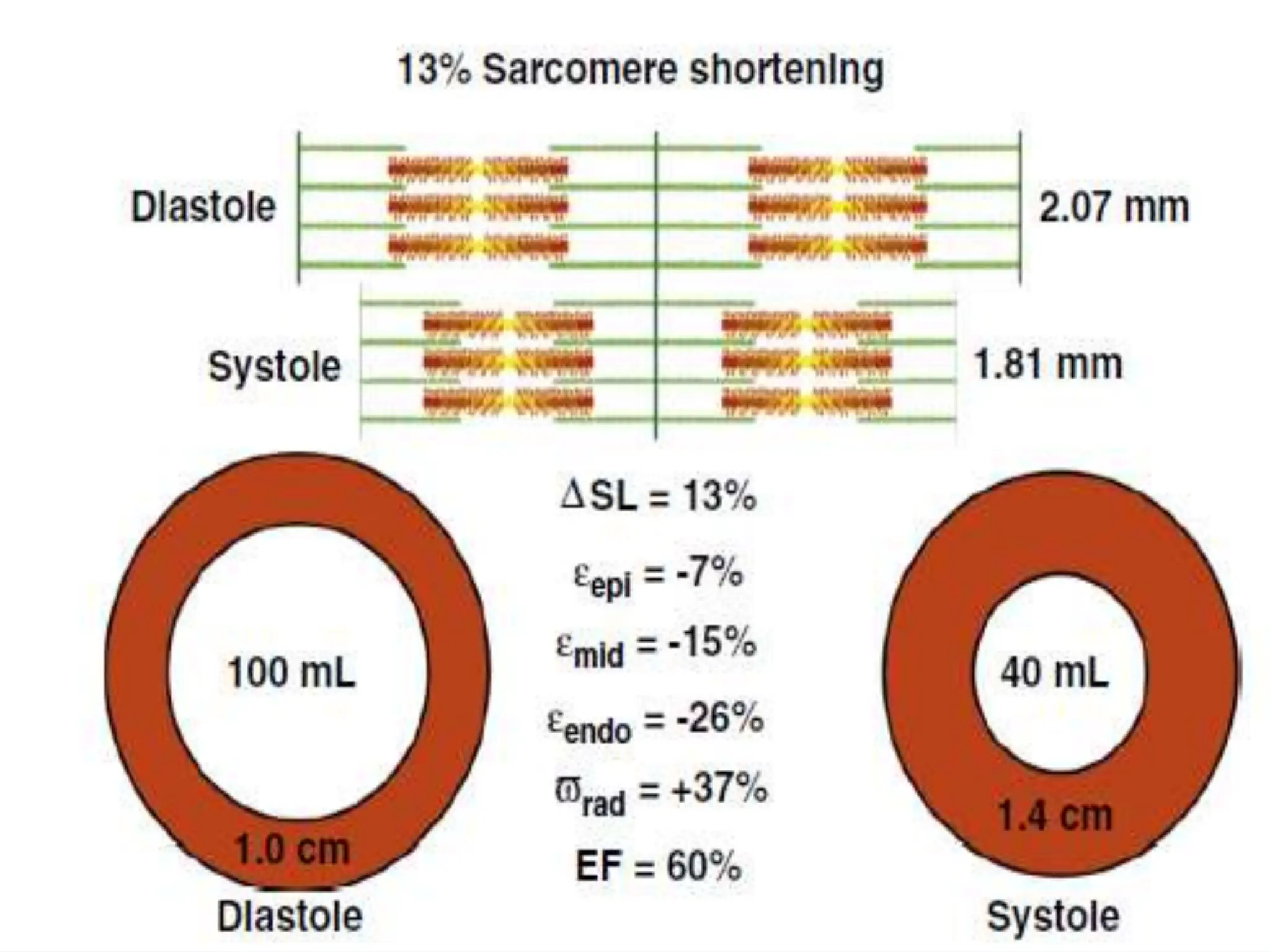 Lv Systolic Function Pptx