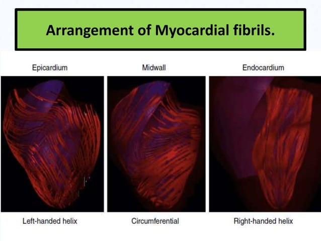 Lv Systolic Function Pptx