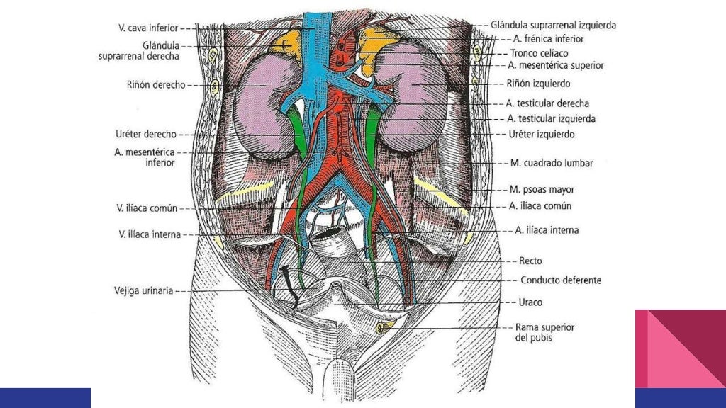 Anatomía del Uréter