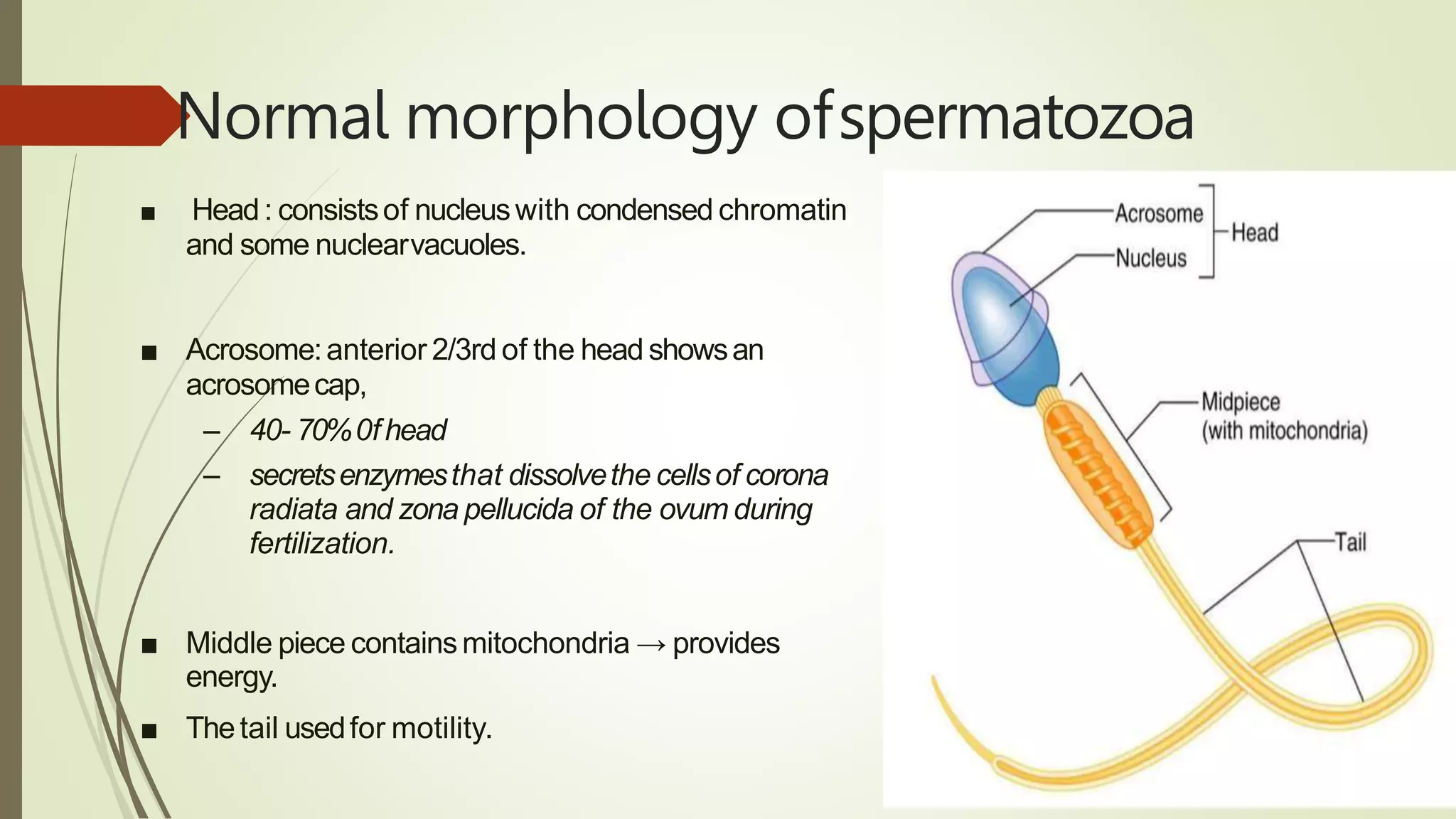 Sperm_Morphology.pptx