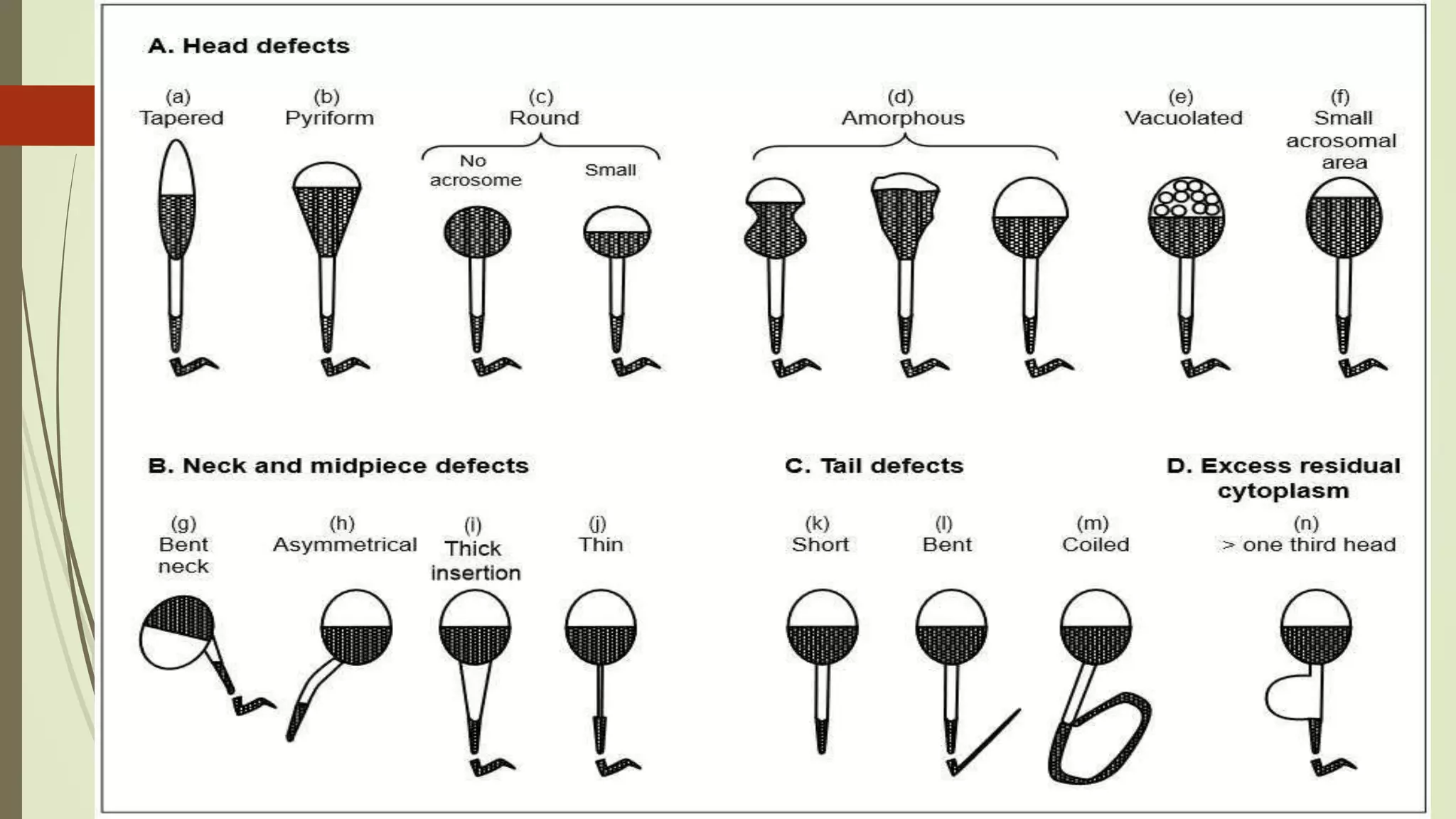 Sperm_Morphology.pptx