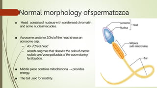 Sperm_Morphology.pptx