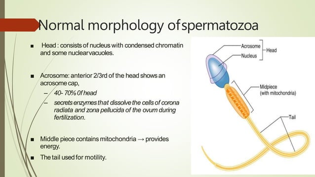 Sperm_Morphology.pptx | Infertility | Reproductive Health