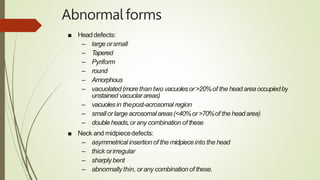 Sperm_Morphology.pptx