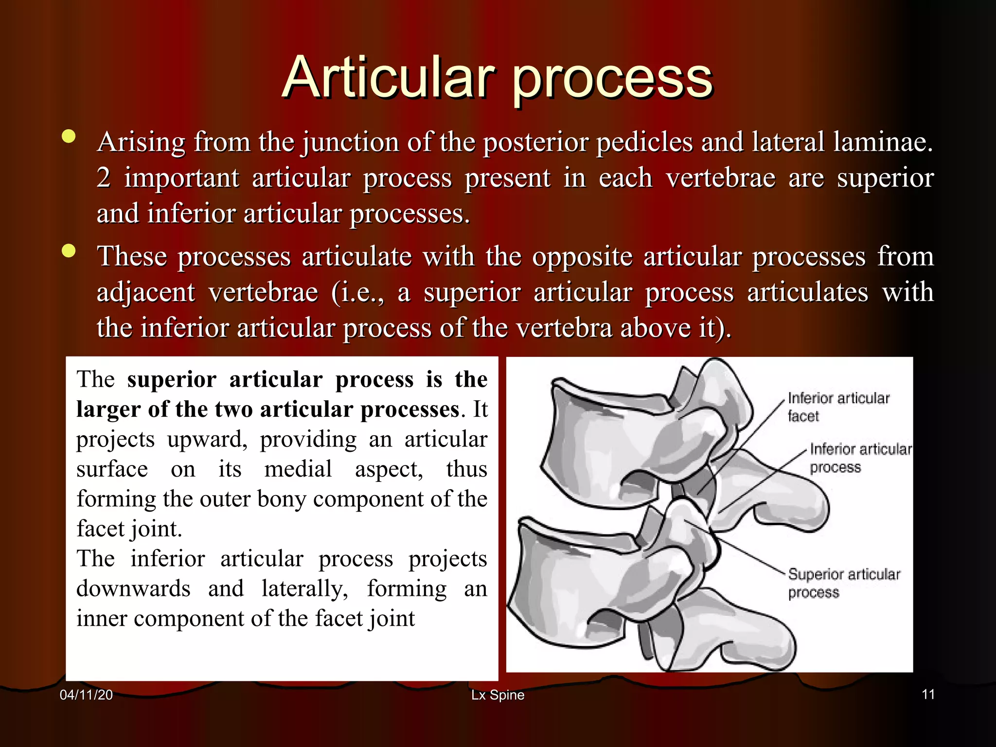Lumbar Spnine: Anatomy, Biomechanics and Pathomechanics | PDF