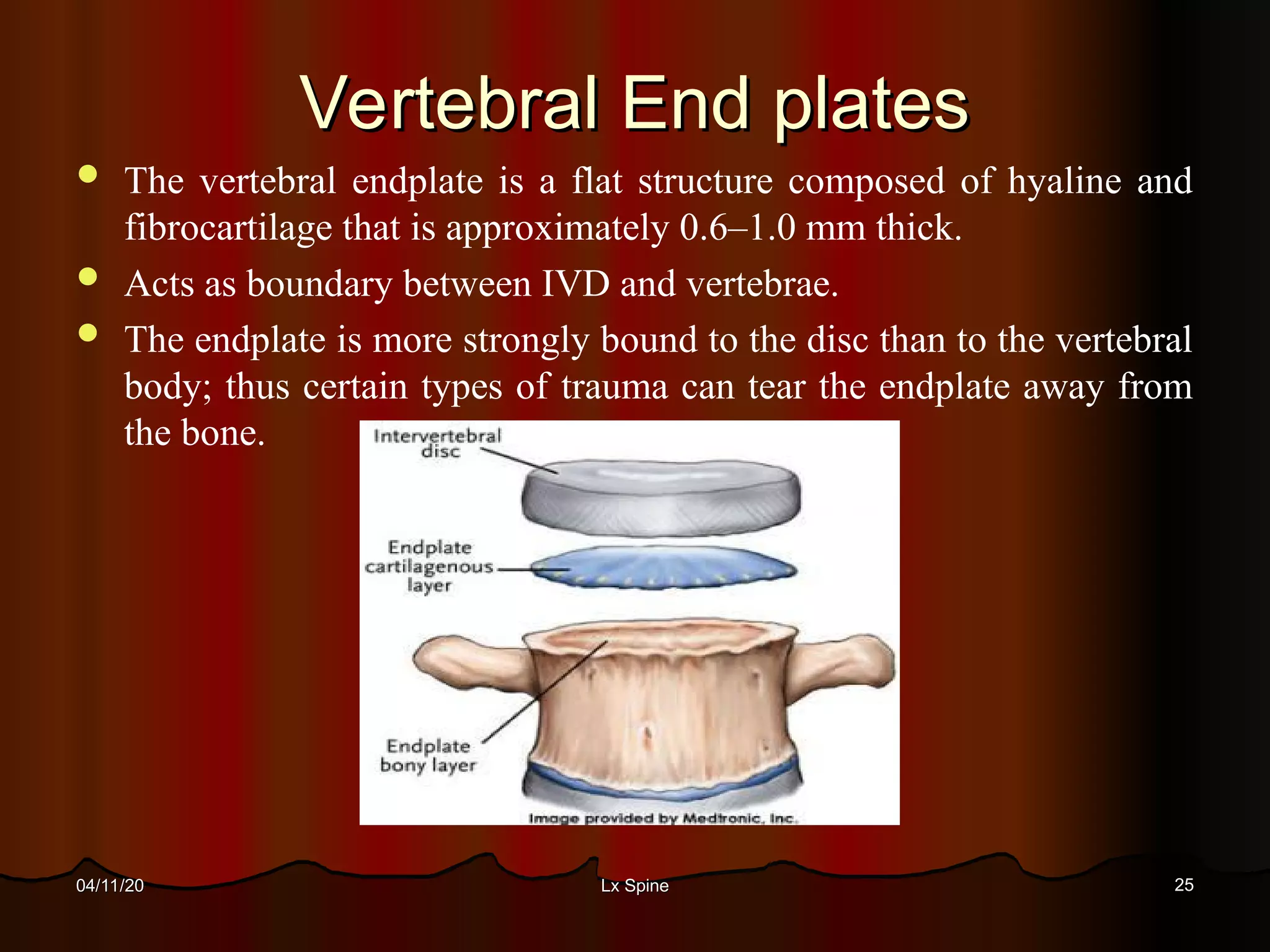 Lumbar Spnine: Anatomy, Biomechanics and Pathomechanics | PDF