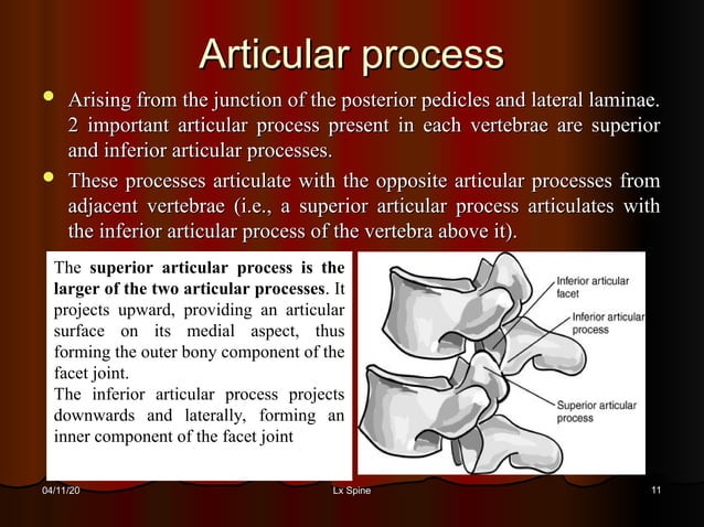 Lumbar Spnine: Anatomy, Biomechanics and Pathomechanics | PDF