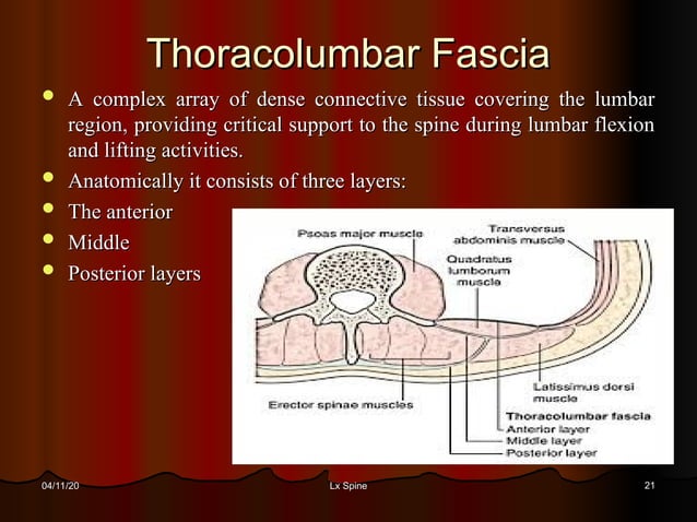 Lumbar Spnine: Anatomy, Biomechanics and Pathomechanics | PDF