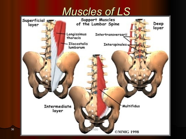Lumbar Spnine: Anatomy, Biomechanics and Pathomechanics | PDF