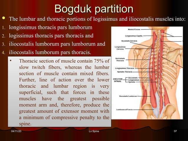 Lumbar Spnine: Anatomy, Biomechanics and Pathomechanics | PDF