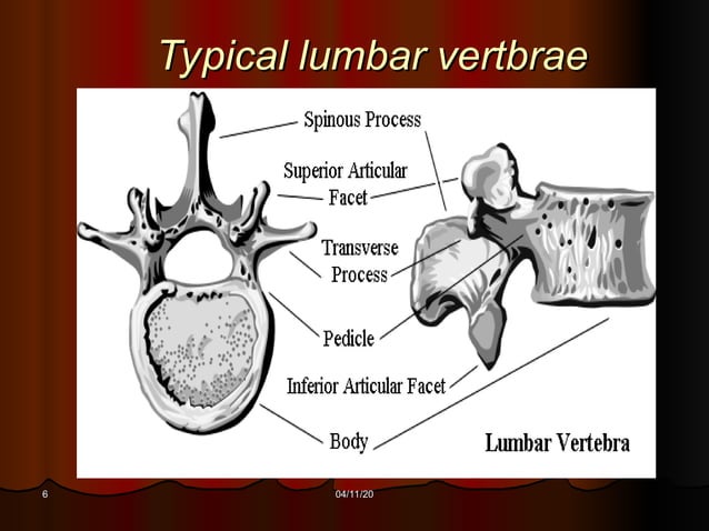 Lumbar Spnine: Anatomy, Biomechanics and Pathomechanics | PDF