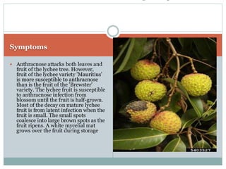 Lychee diseases By Allah Dad Khan Provincial Coordinator IPM KPK MINFAL ...