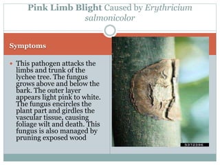 Lychee diseases By Allah Dad Khan Provincial Coordinator IPM KPK MINFAL ...