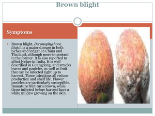 Lychee diseases By Allah Dad Khan Provincial Coordinator IPM KPK MINFAL ...